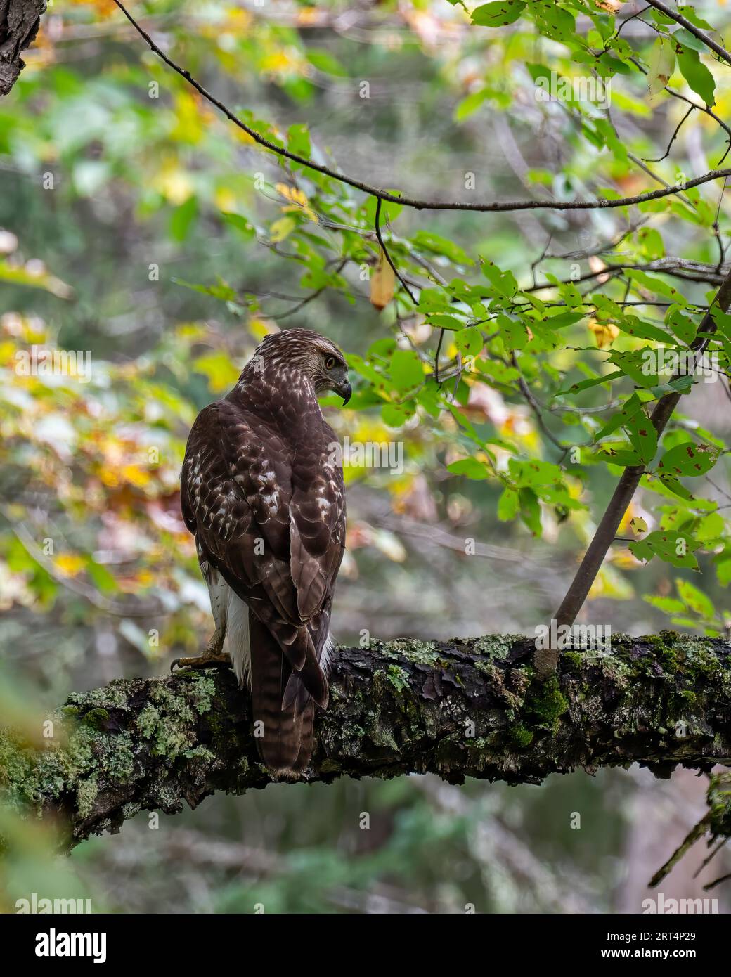 A young Red-tailed hawk, Buteo jamaicensis, perched on a tree branch in ...
