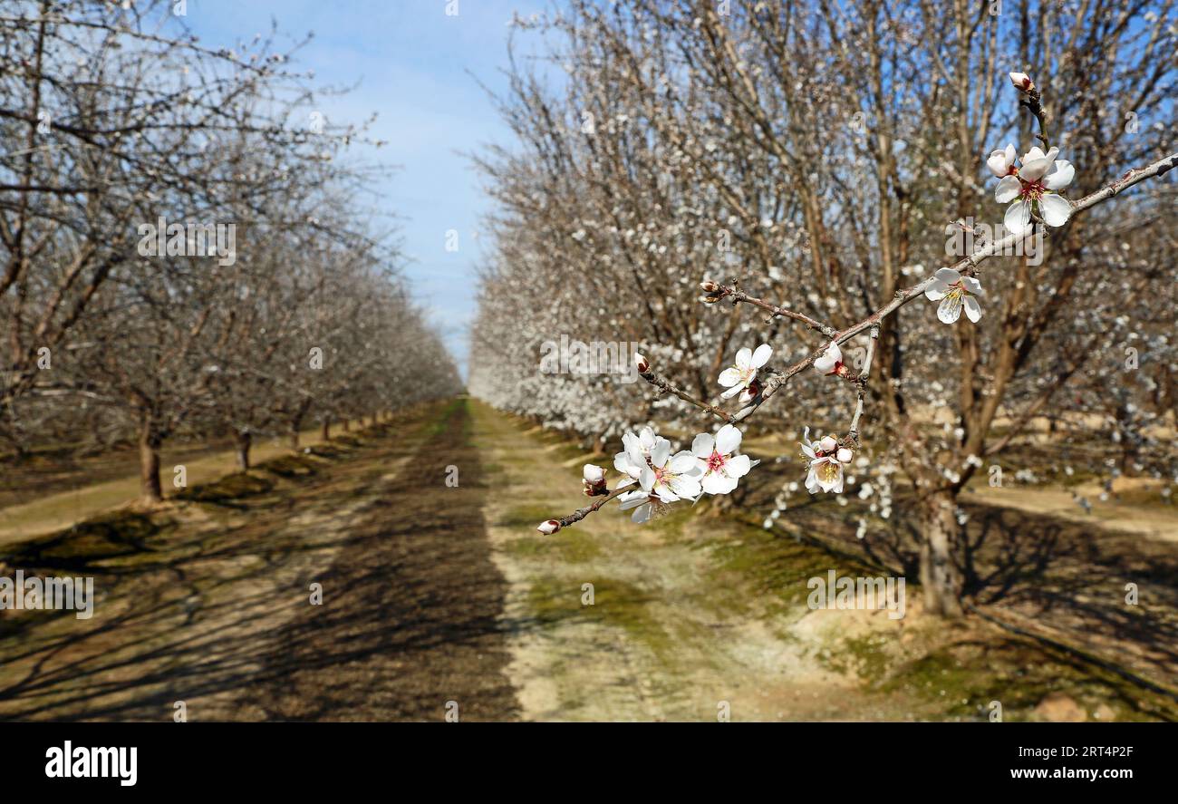 Almond orchard in bloom hi-res stock photography and images - Alamy