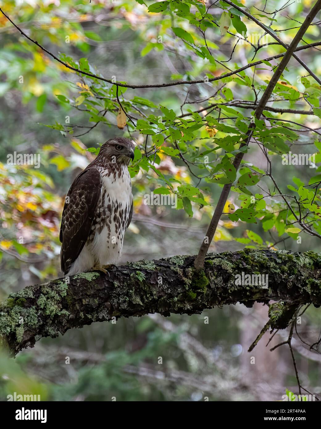 A young Red-tailed hawk, Buteo jamaicensis, perched on a tree branch in ...