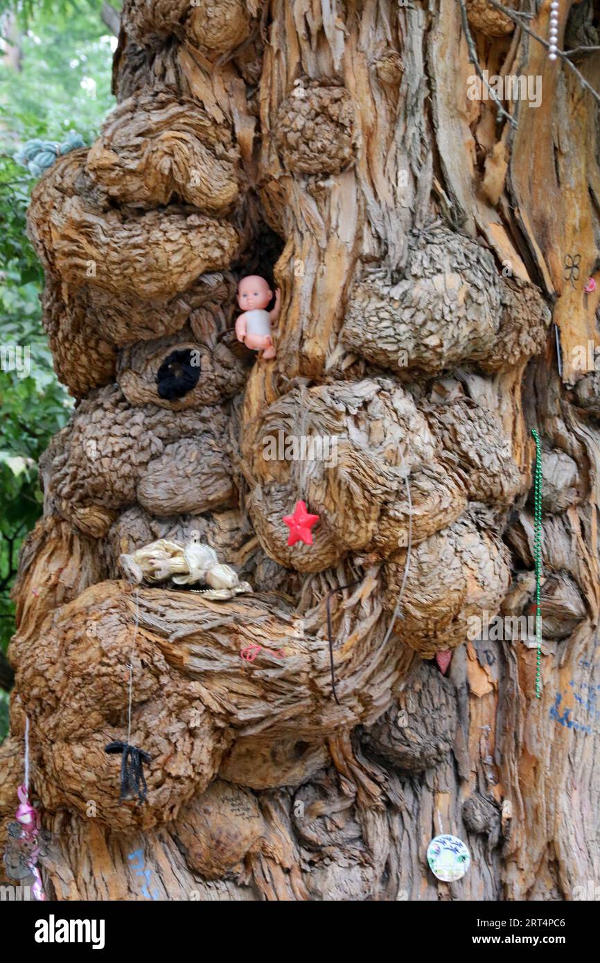 Witches tree hi-res stock photography and images - Alamy
