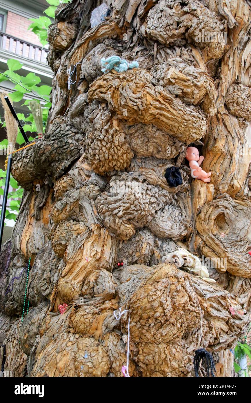 Witches tree hi-res stock photography and images - Alamy