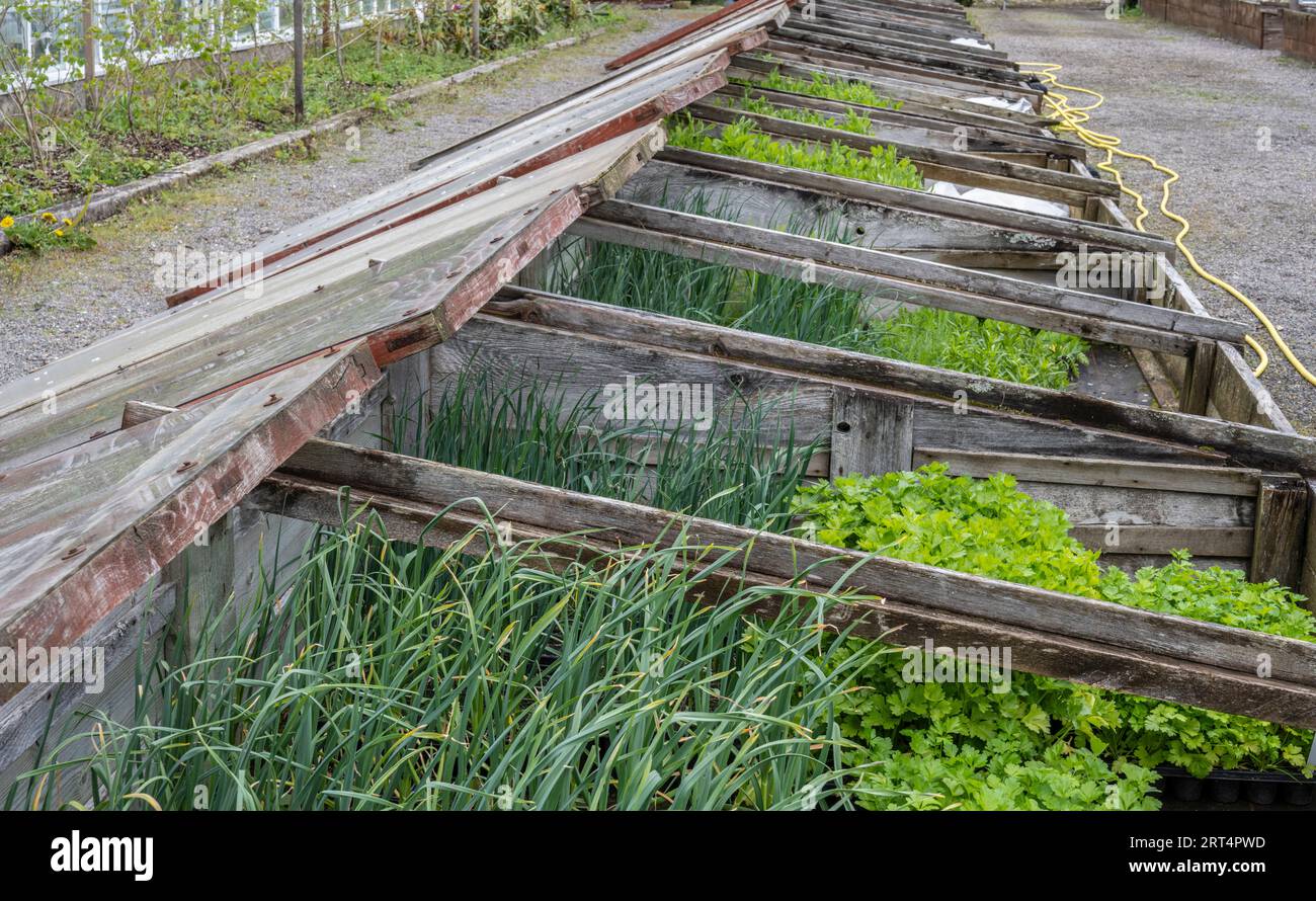 wooden cold frame planter boxes for starting young plants in the spring ...