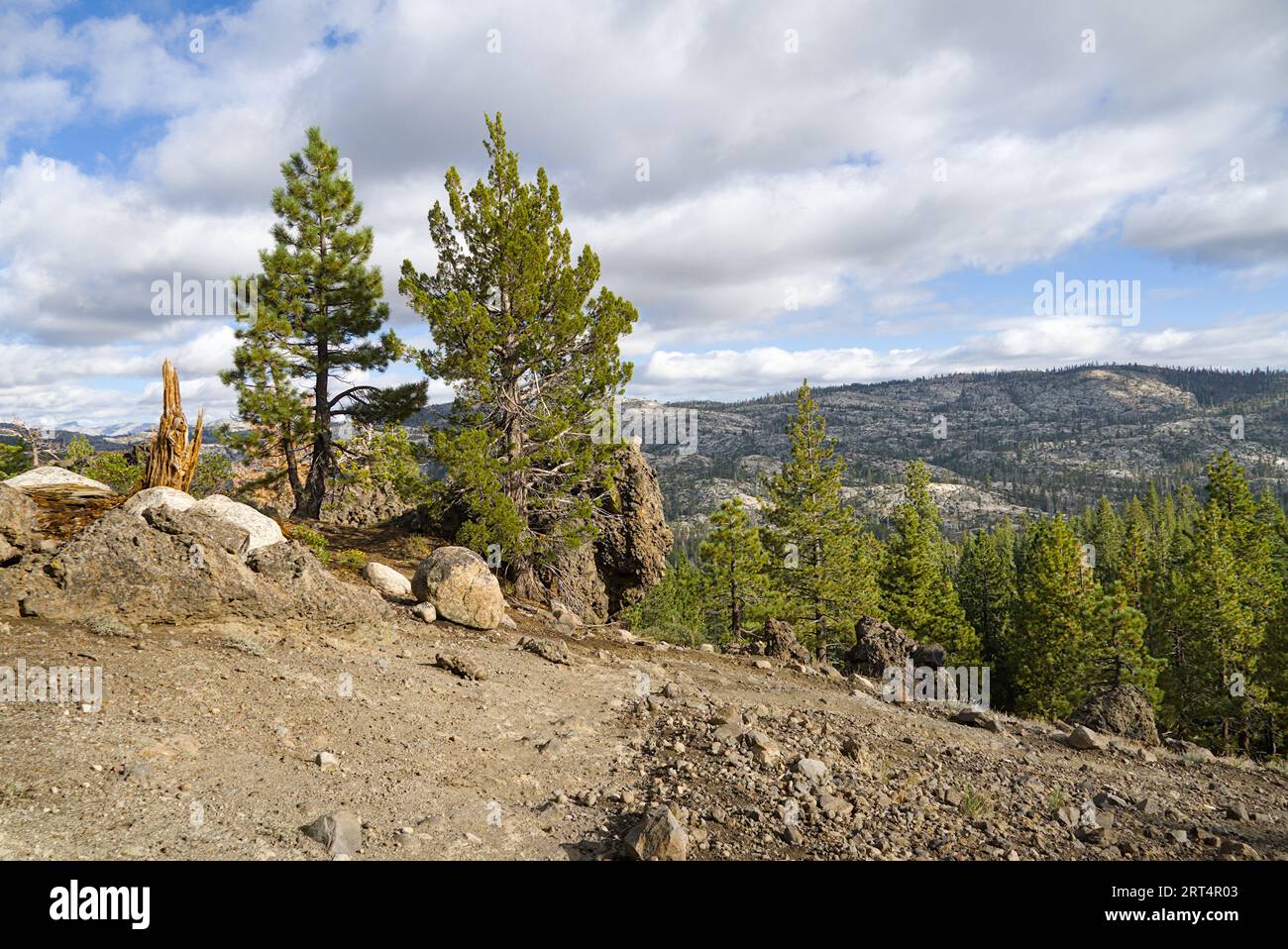 Alpine trees on top of mountain in Emigrant Wilderness Stock Photo - Alamy