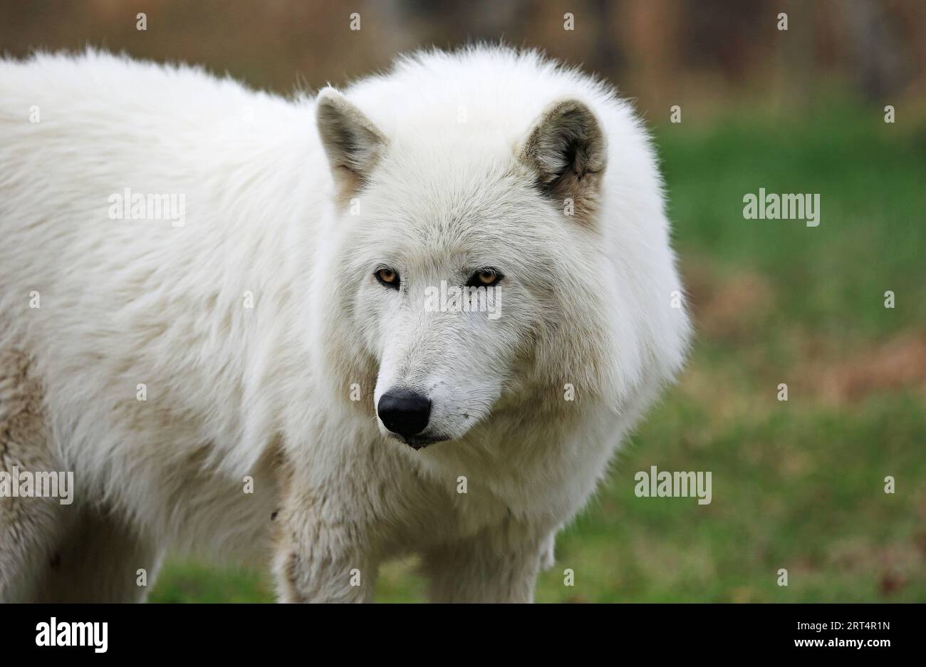 White wolfdog portrait canada hi-res stock photography and images - Alamy