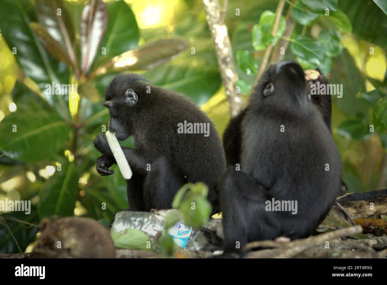 A group of crested macaques (Macaca nigra) forage on a dumpsite where ...