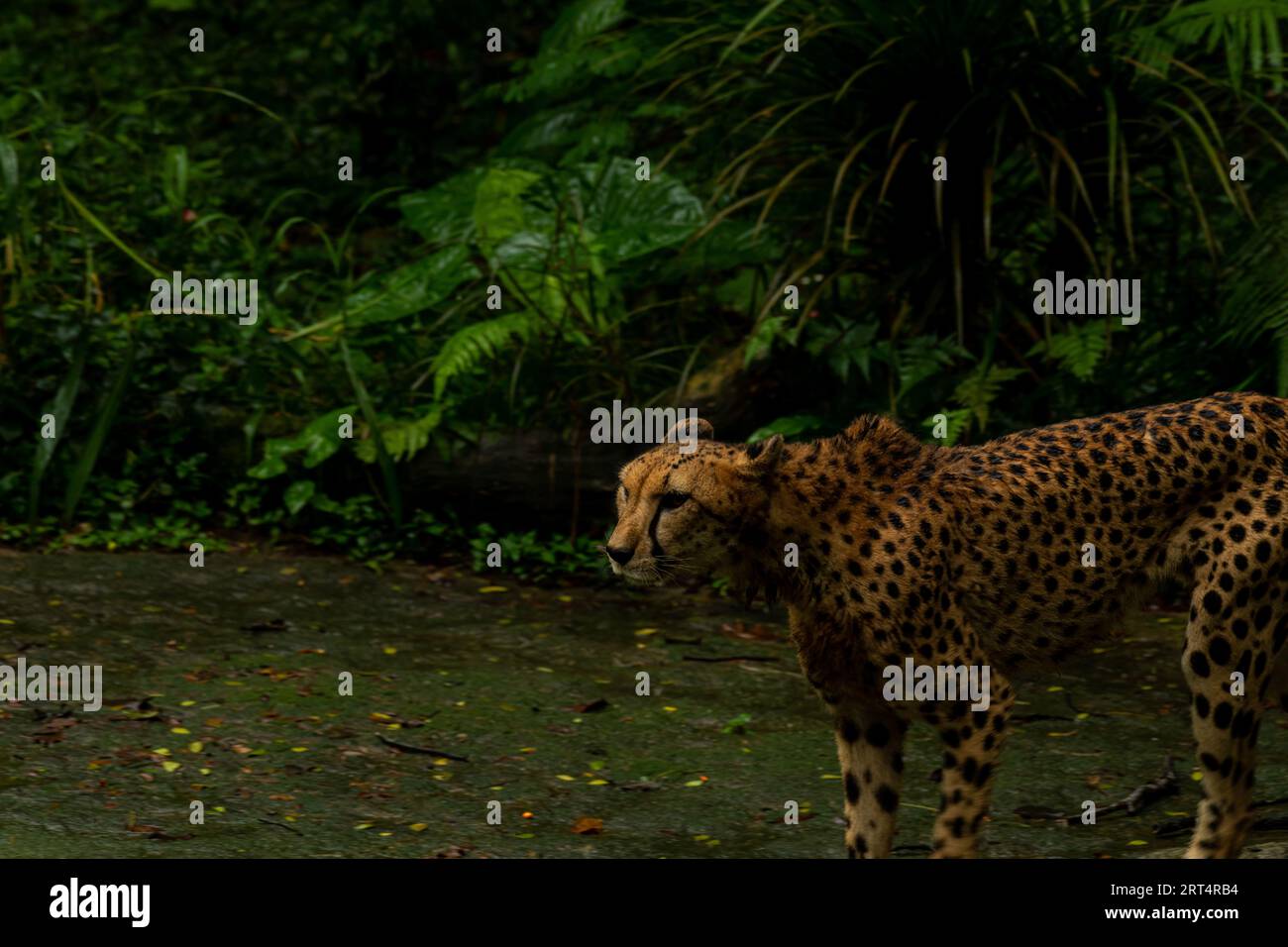 Cheetah in a dark rainy forest, dark key image with copy space for text ...