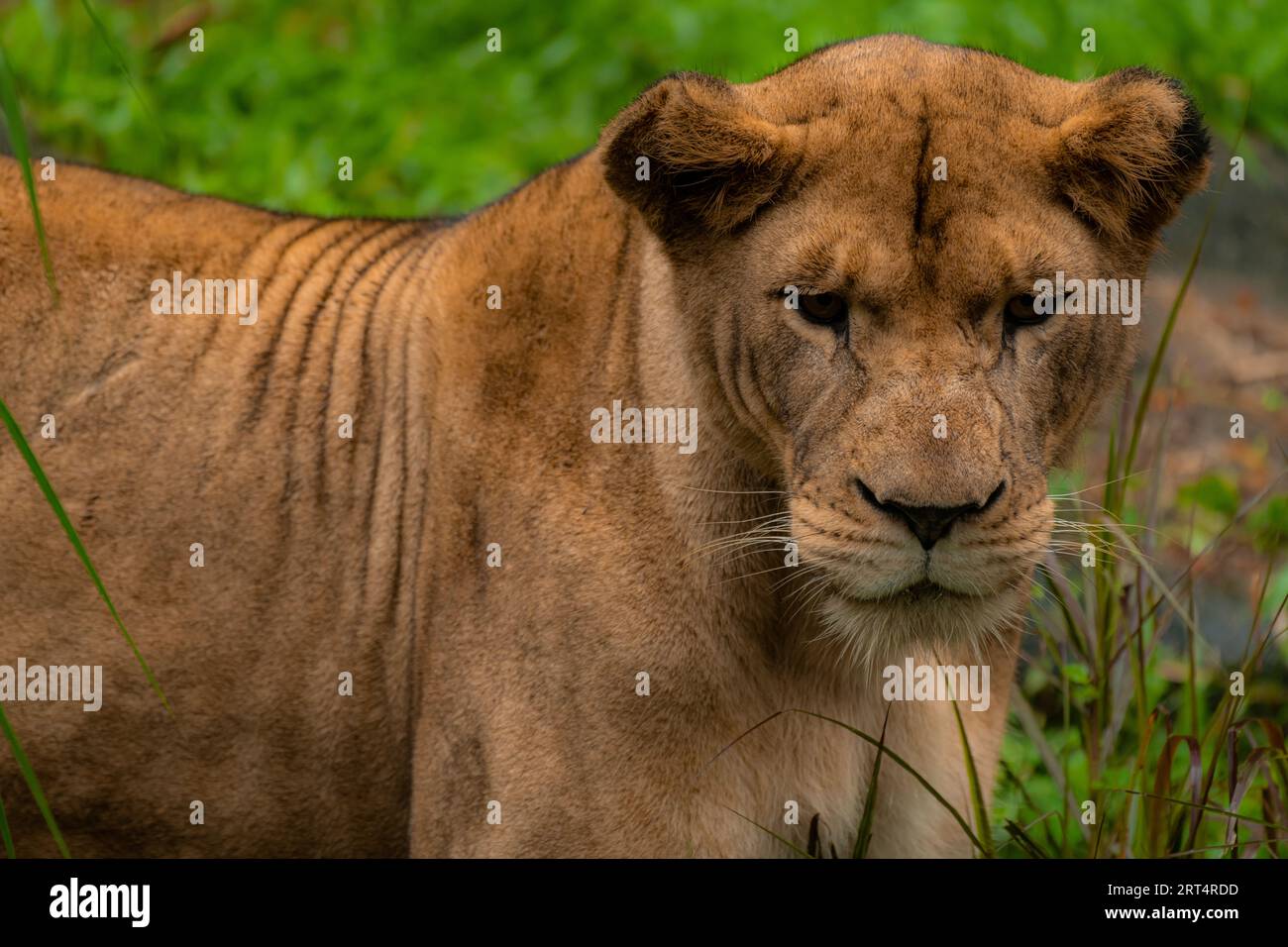 Camera outline icon hi-res stock photography and images - Alamy