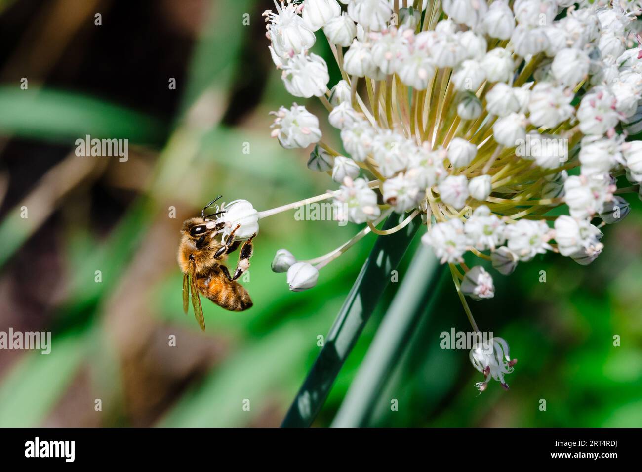 Close up foraging bee hi-res stock photography and images - Alamy