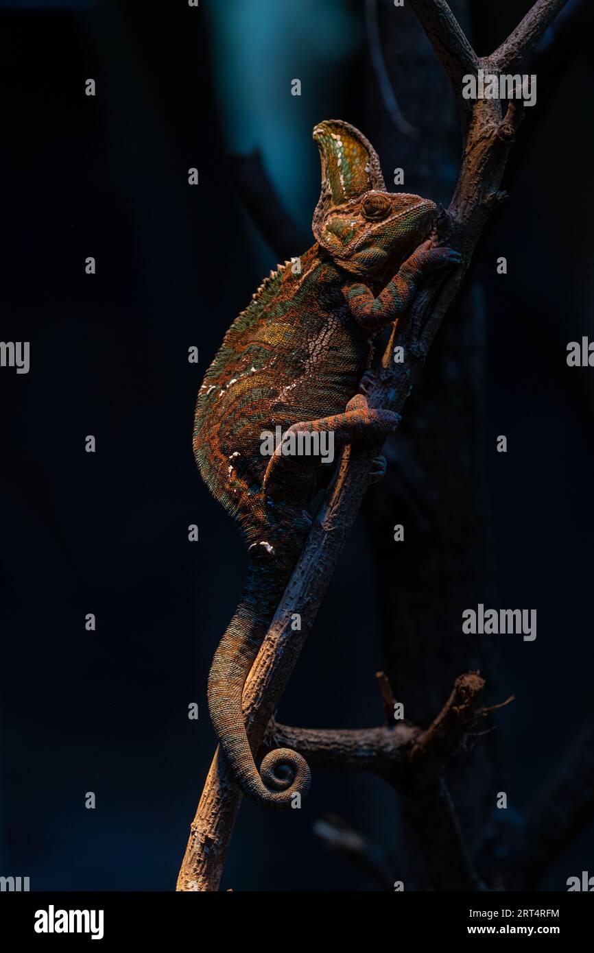 Lizard,dragon , Chameleon , Blue-crested Lizard , Indo-Chinese Forest ...