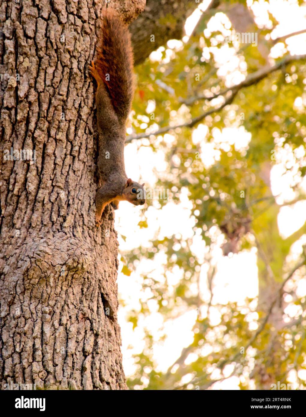 Squirrel climbing down tree in woods head first with a beautiful golden ...