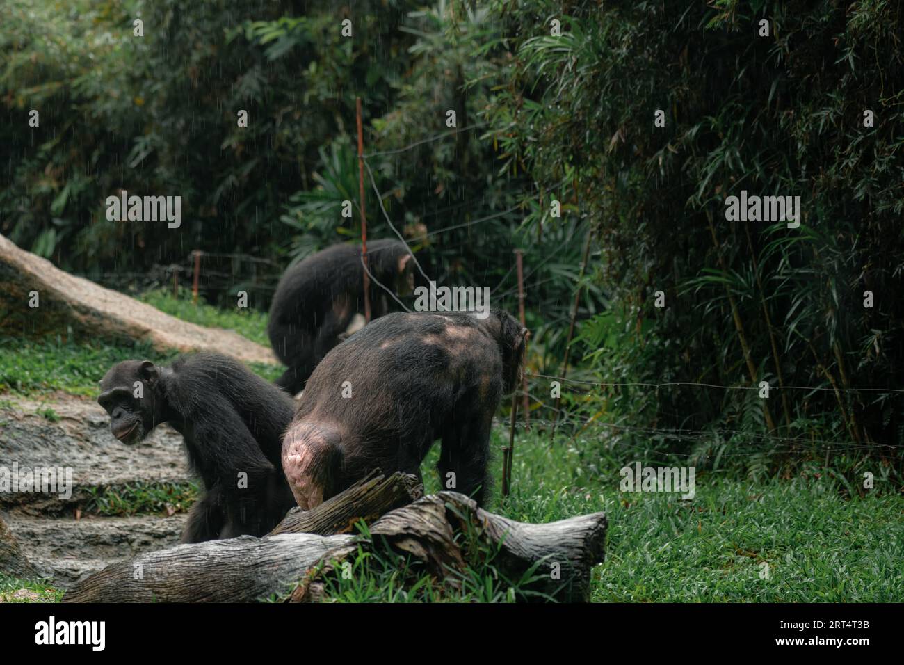 Chimpanzee family forest hi-res stock photography and images - Alamy