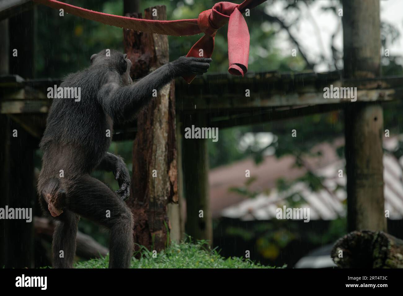 A chimpanzee standing with its back to the camera in Singapore zoo ...