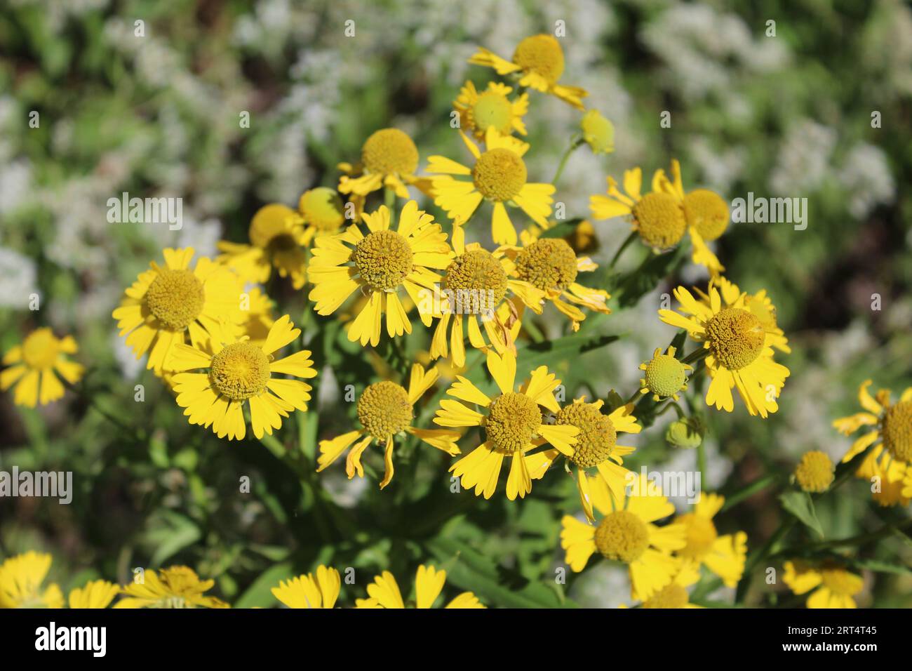 Common sneezeweed blooms at Iroquois Woods in Park Ridge, Illinois ...