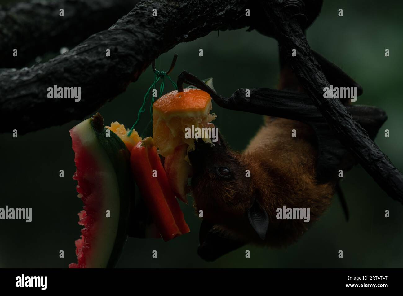 Fruit bat Megachiroptera eating an orange hanging upside down on a tree ...