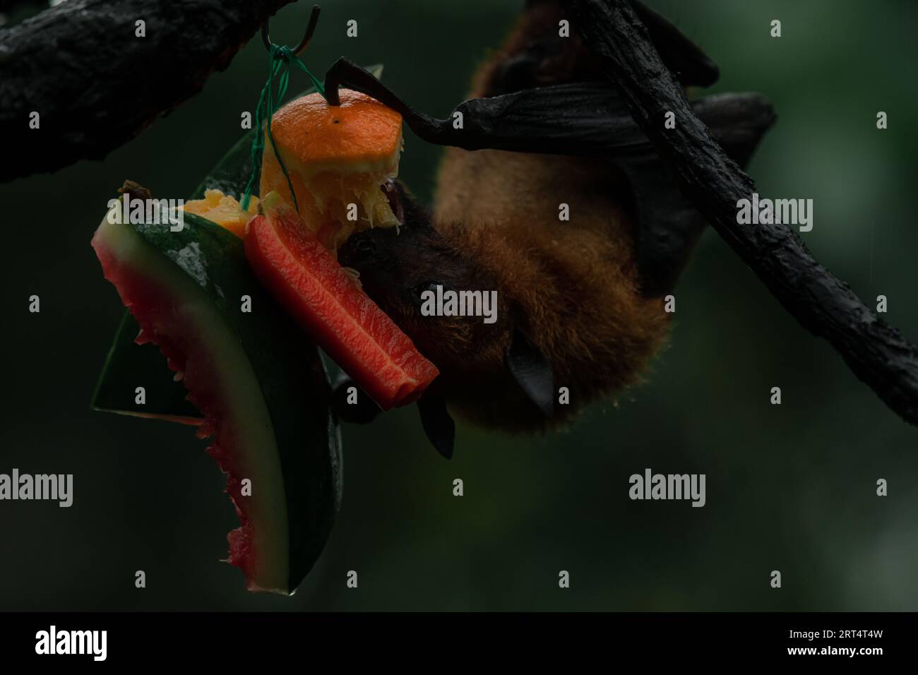 Grey-headed flying fox on the tree upside down eating fruit, horizontal ...