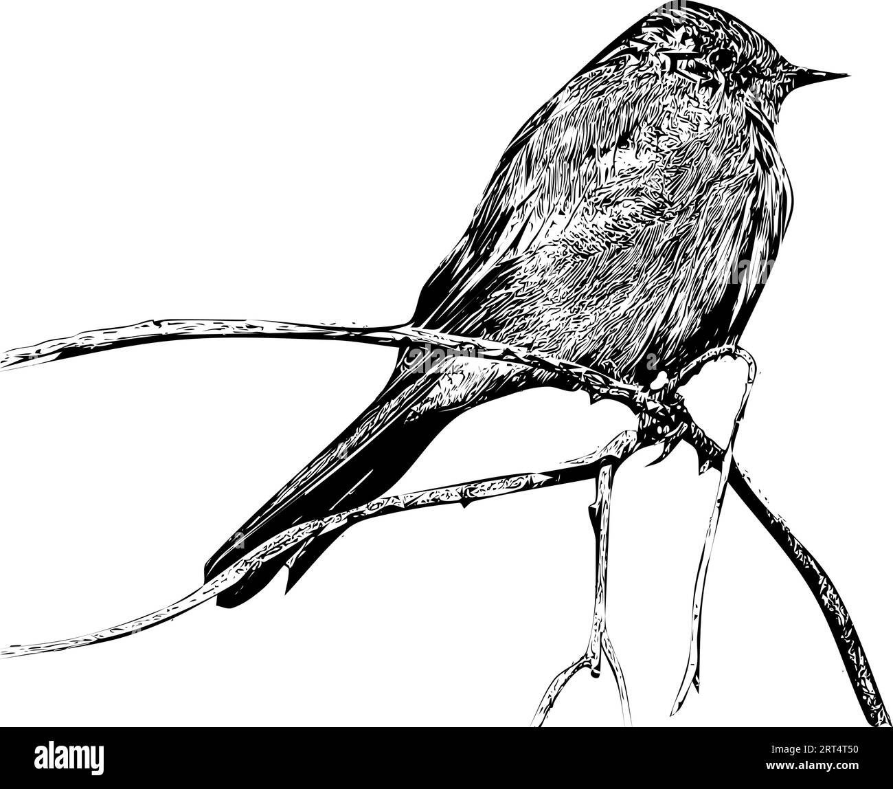 Realistic detailed sketch of a Say's Phoebe sitting on a twig Stock ...