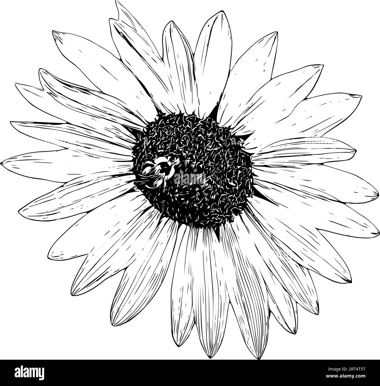 Realistic detailed sketch of a sunflower with a bee Stock Vector Image ...
