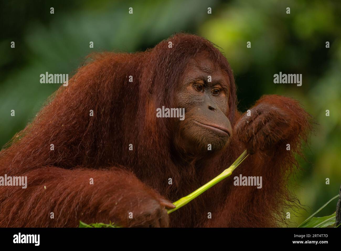 Adult orangutan considering wheather he should eat the grass stick ...