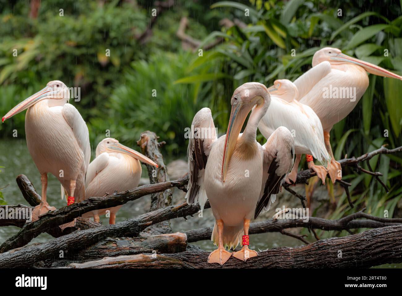 Five great white pelicans standing on the tree during the rainy day ...