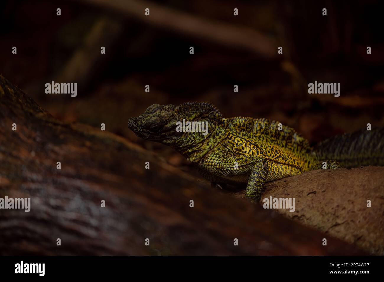 Philippine Sailfin Lizard: a shy and fantastically coloured Lizard ...