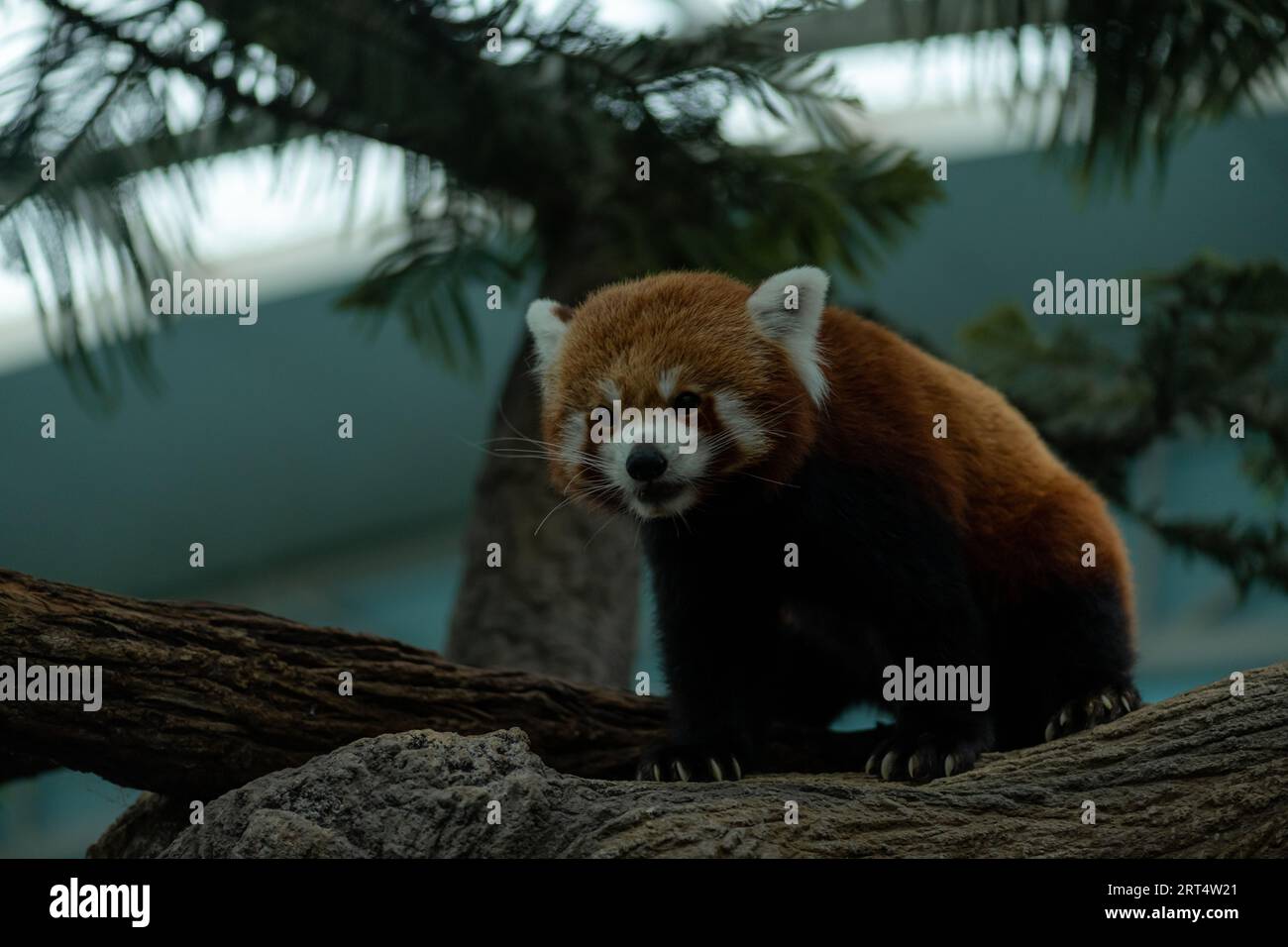 Red Panda looking at the camera in Chengdu research base of the Giant ...