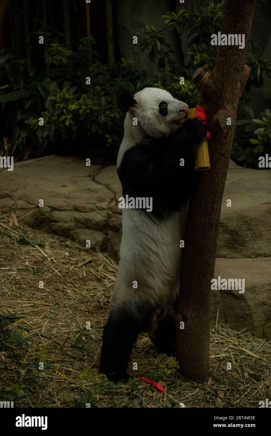 Panda climbing the tree and eating bamboo stick decorated for the ...
