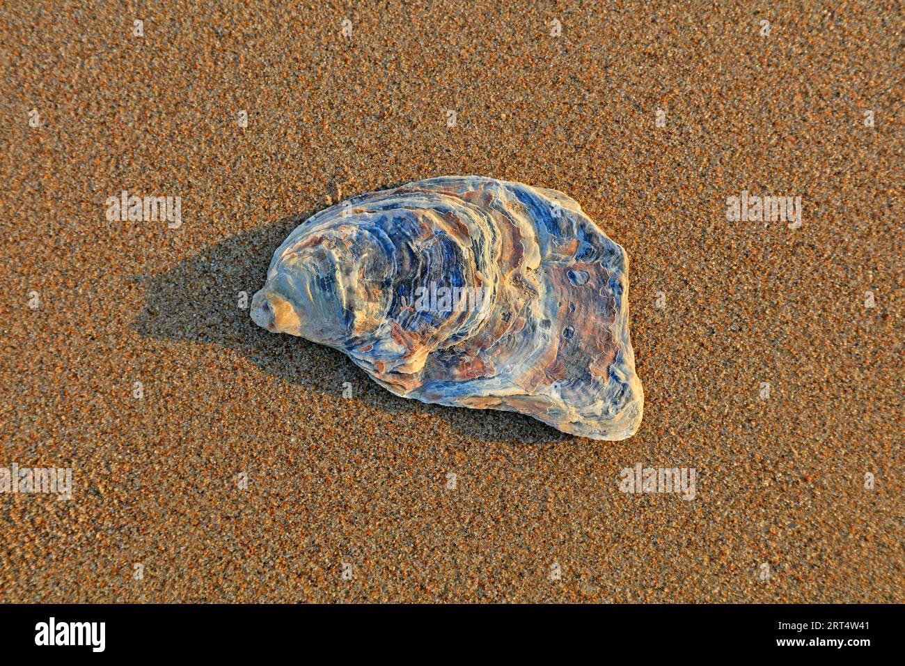Shellfish on the beach Stock Photo - Alamy