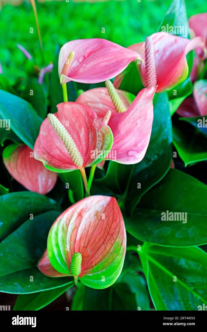 Anthrium andraeanum hi-res stock photography and images - Alamy