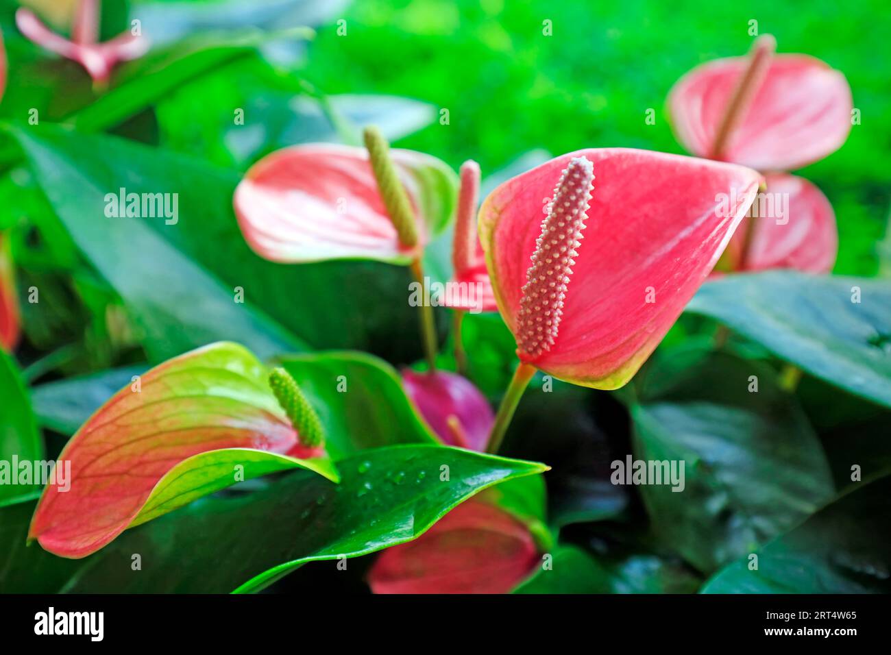 Anthrium andraeanum flowers in garden Stock Photo - Alamy