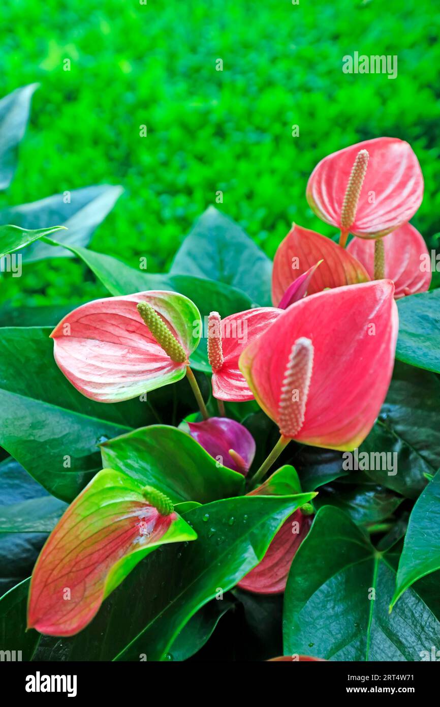 Anthrium andraeanum hi-res stock photography and images - Alamy