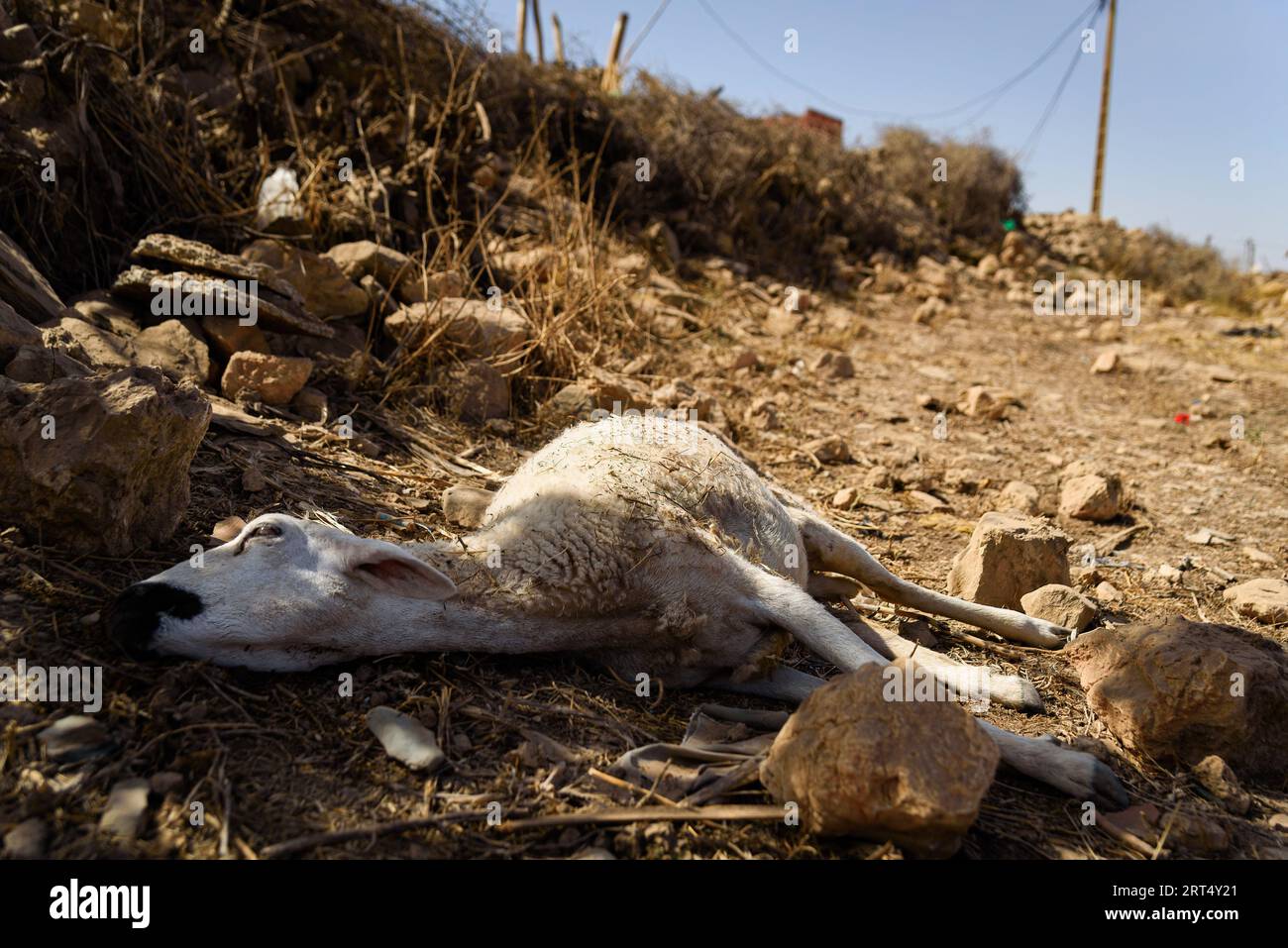 Tafeghaghte, Morocco. 10th Sep, 2023. An injured sheep is seen lying on ...