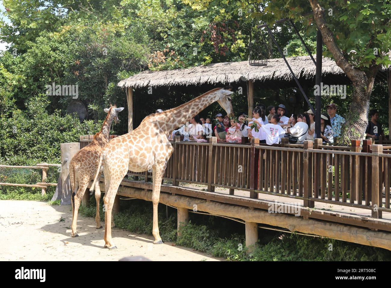 SHANGHAI, CHINA - SEPTEMBER 10, 2023 - Visitors feed a giraffe at the ...