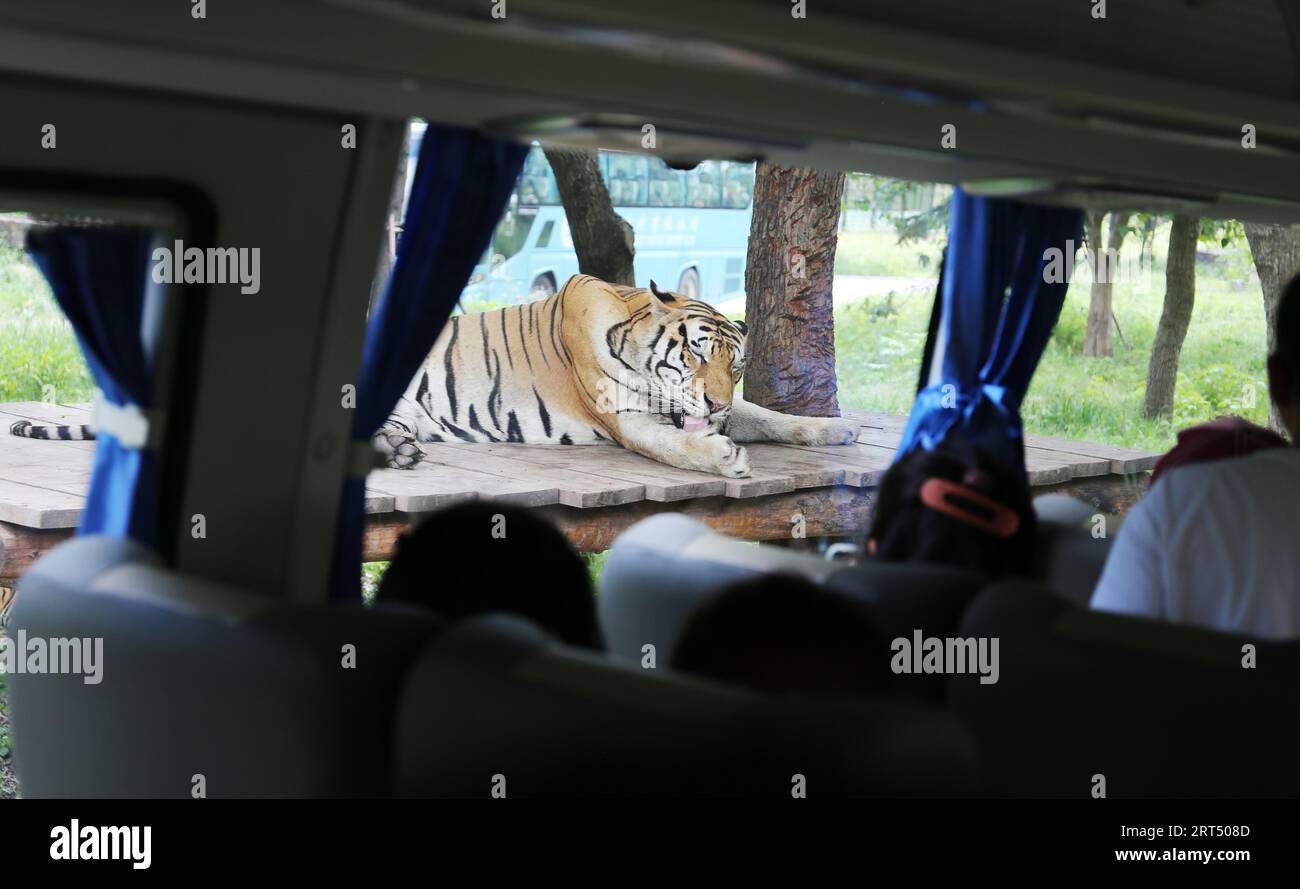 SHANGHAI, CHINA - SEPTEMBER 10, 2023 - Tourists watch a tiger on a ...