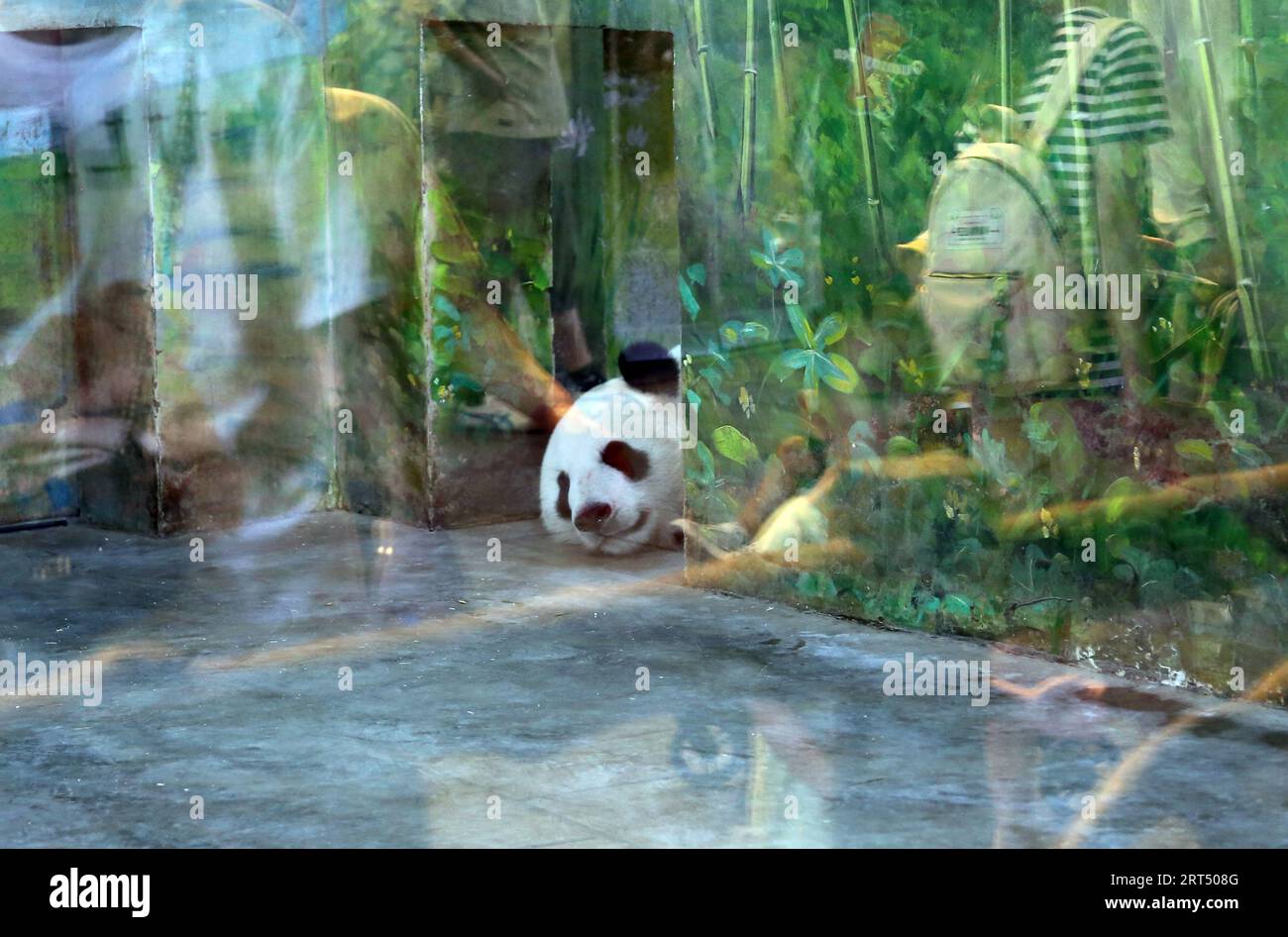 The giant panda national park hi-res stock photography and images - Alamy