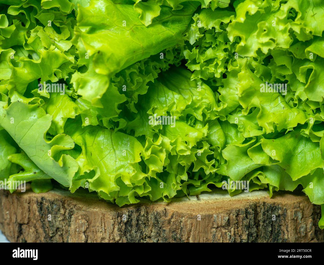 Bunch of lettuce on a wooden tray. Salad concept. Vitamin of natural ...