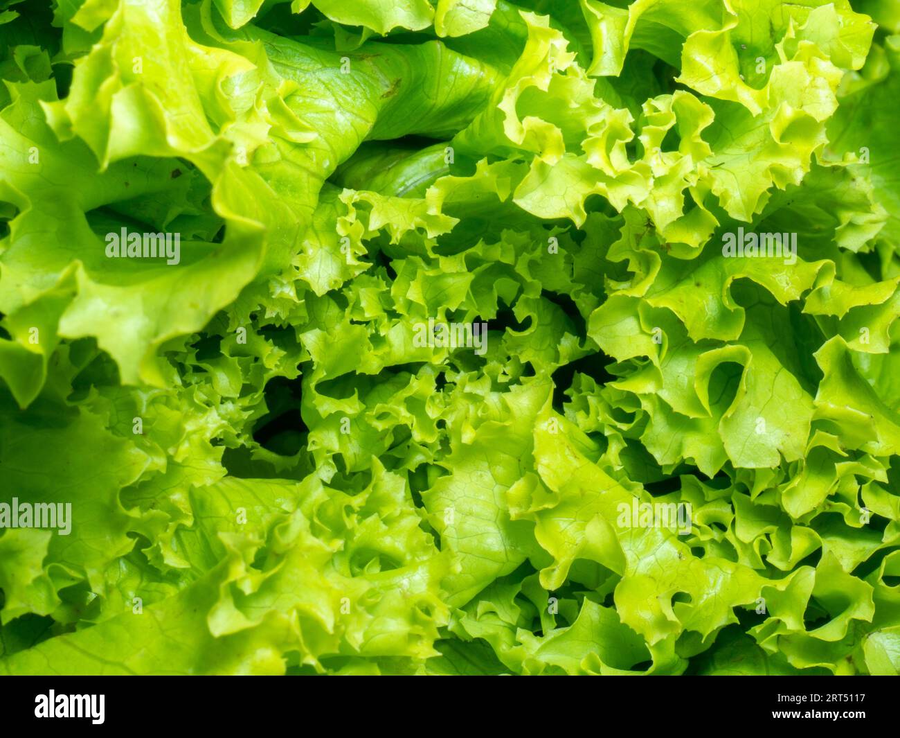 Bunch of lettuce on a wooden tray. Salad concept. Vitamin of natural ...