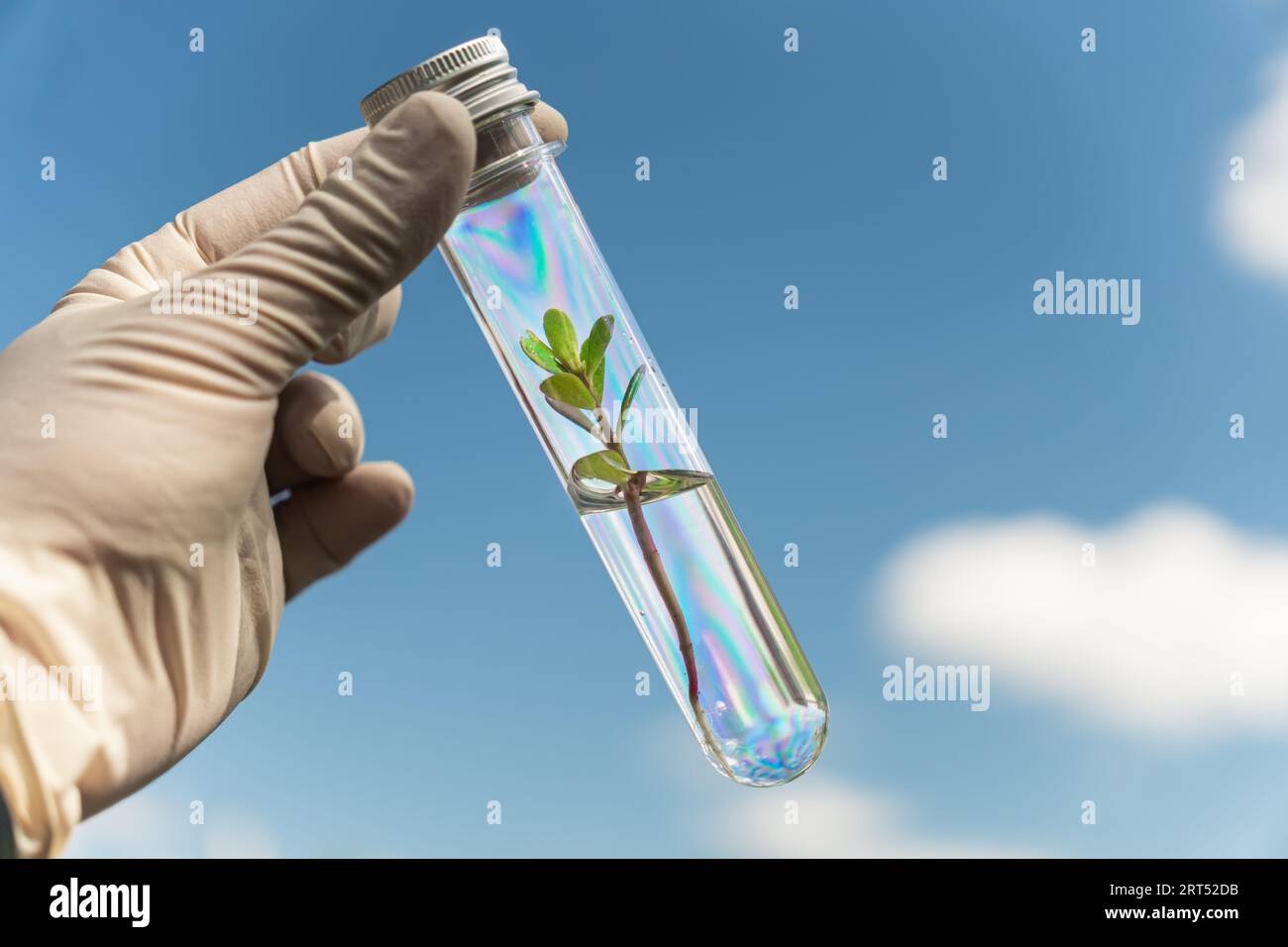 Science, plants in test tube and lab research on growth and development ...