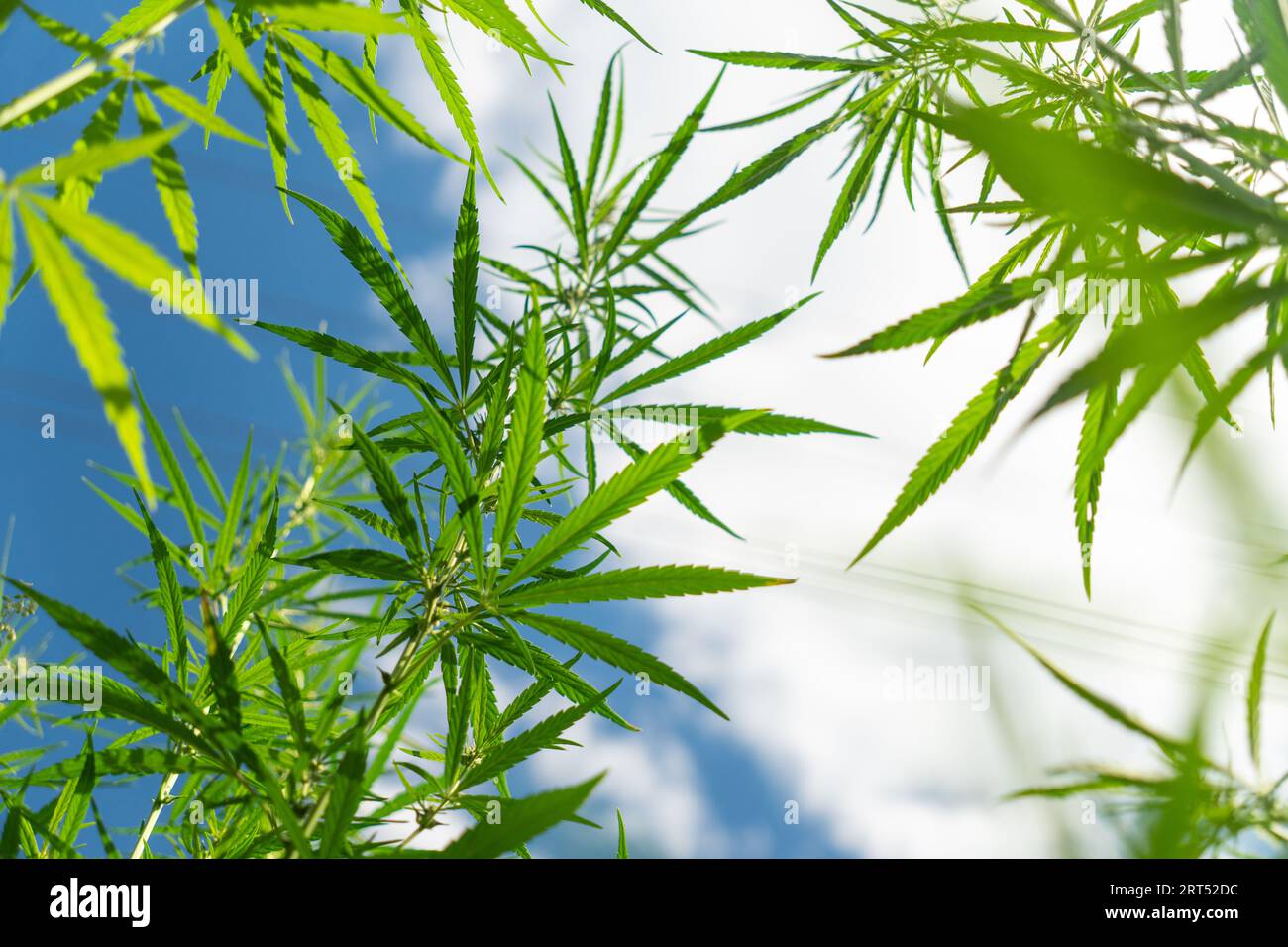 Cannabis cultivation hi-res stock photography and images - Alamy