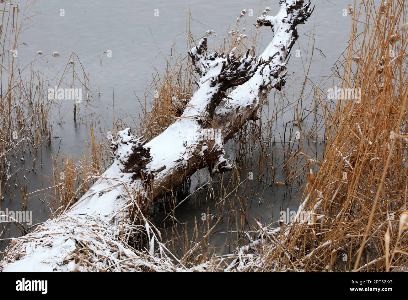 dead tree fell in the snow Stock Photo - Alamy