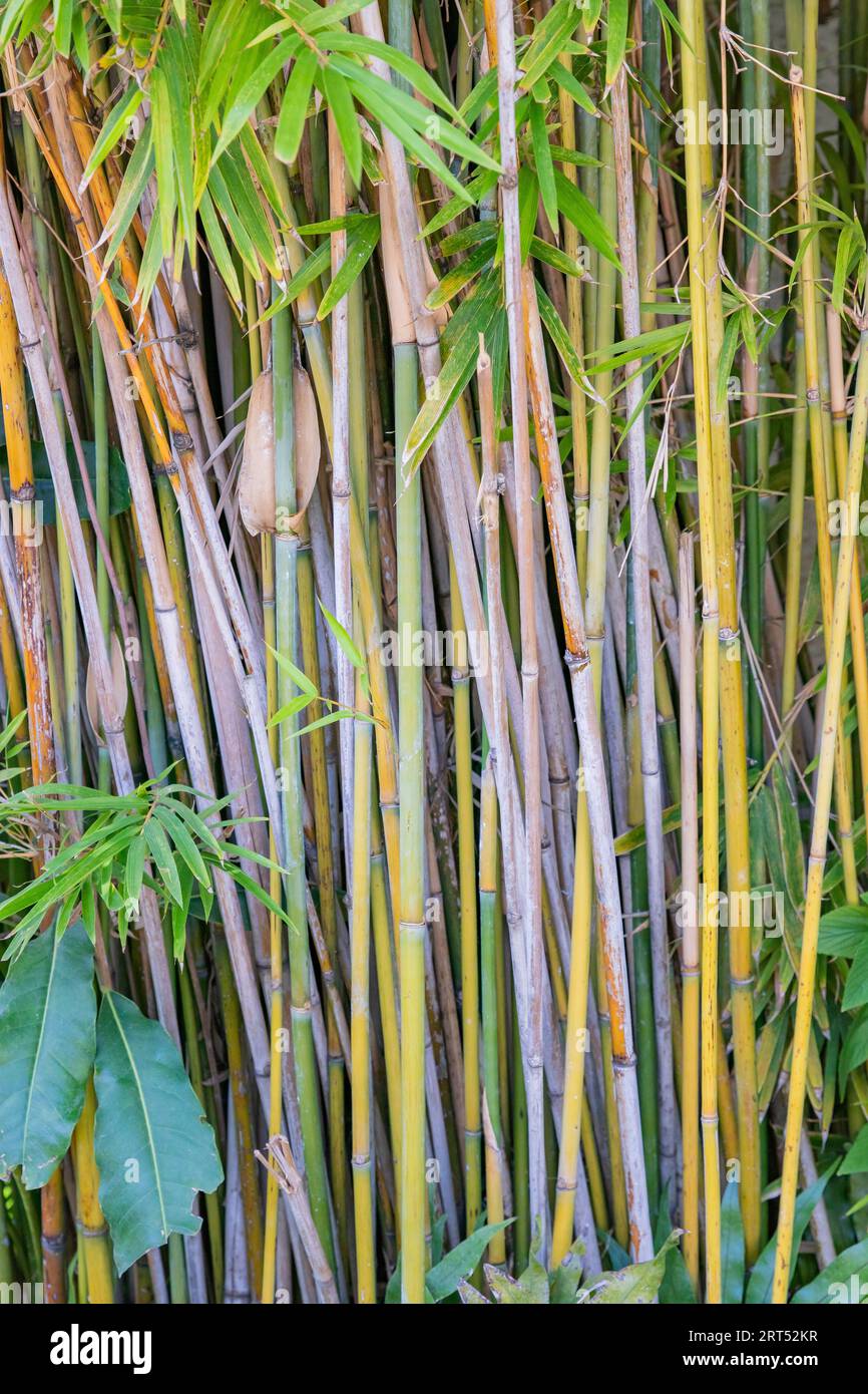 Photography of a bamboo patch than can be use for background texture or ...