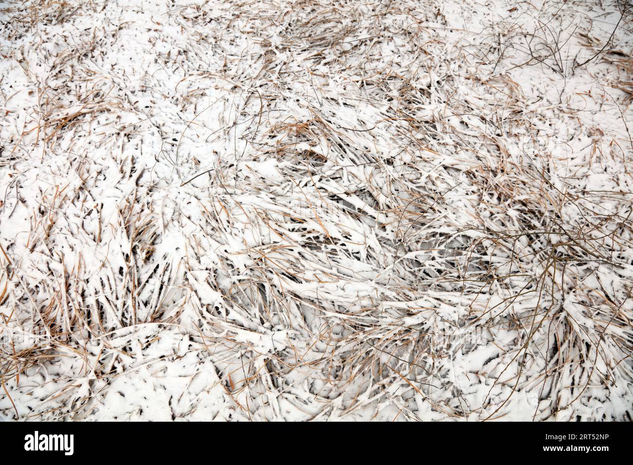 Weeds in the snow Stock Photo - Alamy