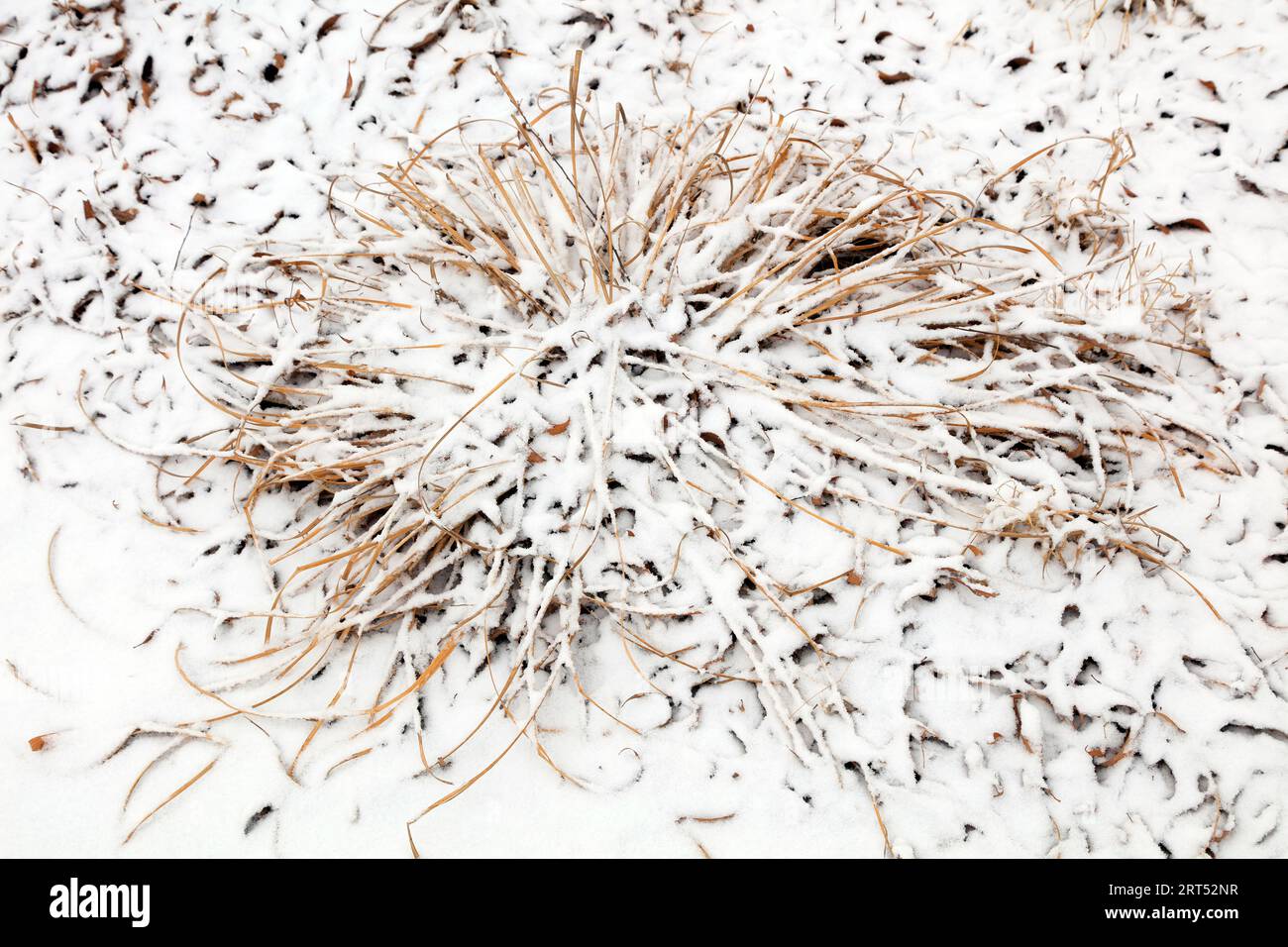 Weeds in the snow Stock Photo - Alamy