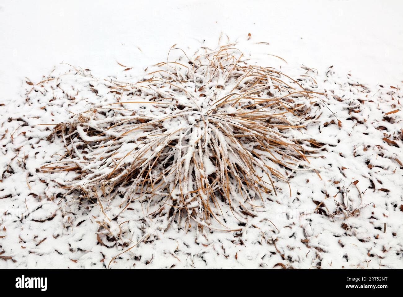 Weeds in the snow Stock Photo - Alamy