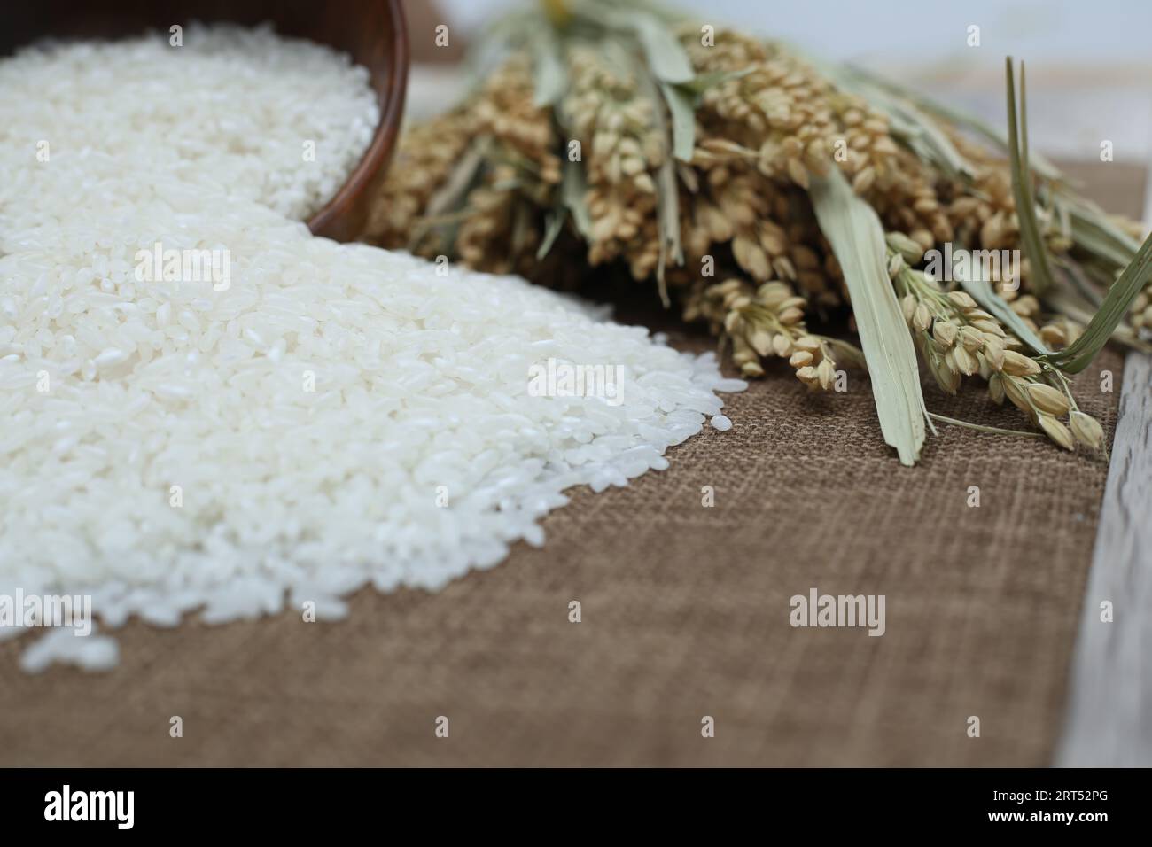 Asian rice, Vietnam rice is the best rice in Asia, hi res photo Stock ...