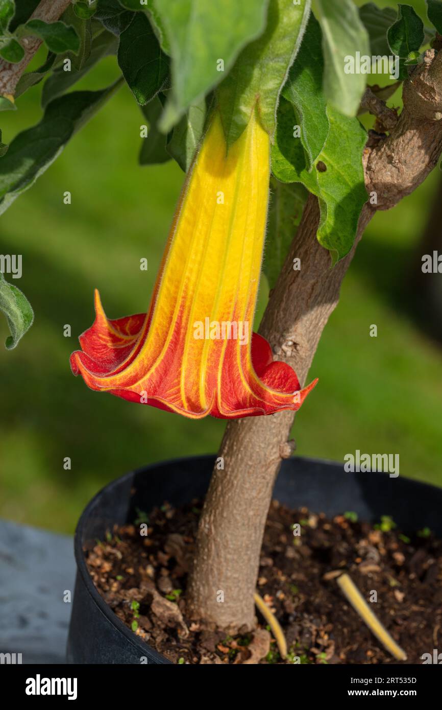 Blood-red Angel’s Trumpet, Röd änglatrumpet (Brugmansia sanguinea Stock ...