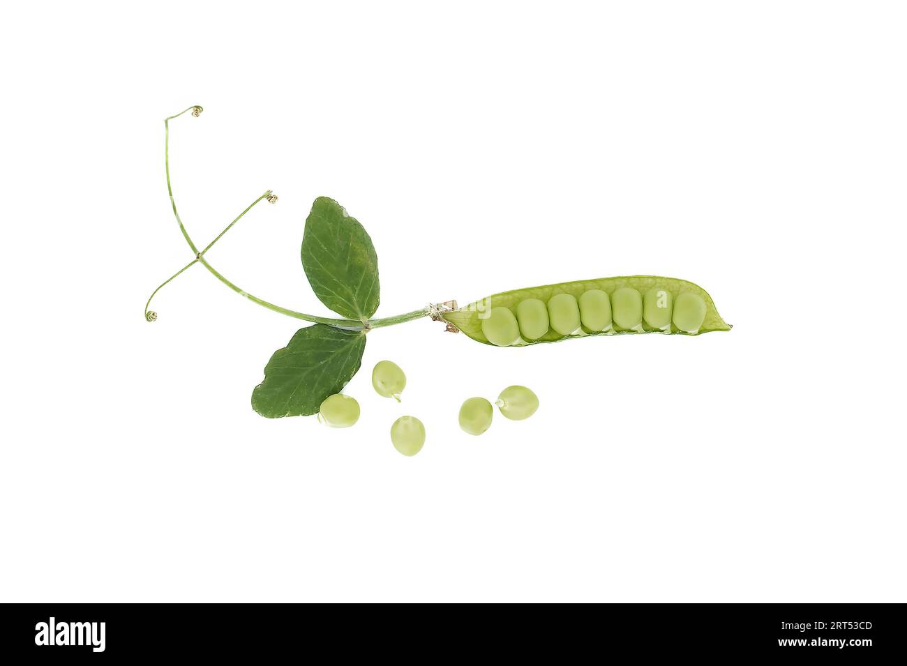 Inside a seed pod Cut Out Stock Images & Pictures - Alamy