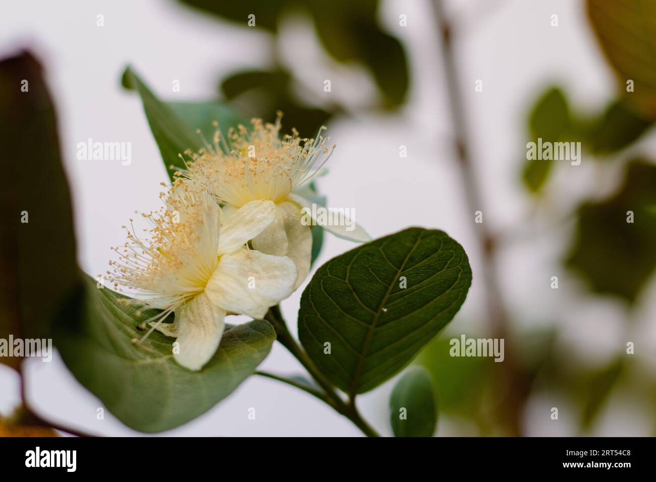 flowers bloom from guava trees Stock Photo - Alamy