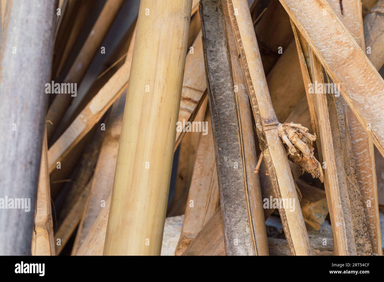 pieces of dry bamboo stems on a blurred background Stock Photo - Alamy