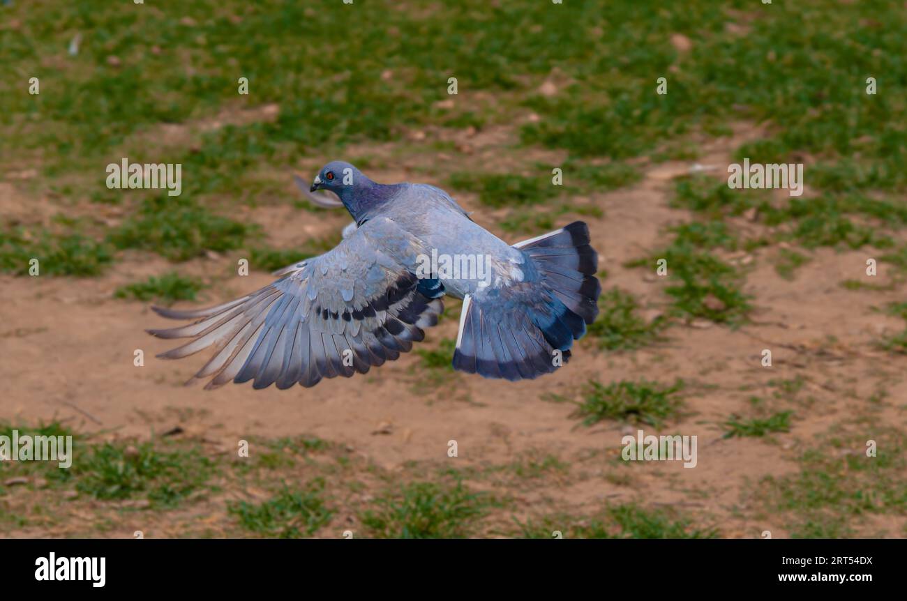 Pigeon in flight. Tippler or Homing pigeon flying over a green field ...