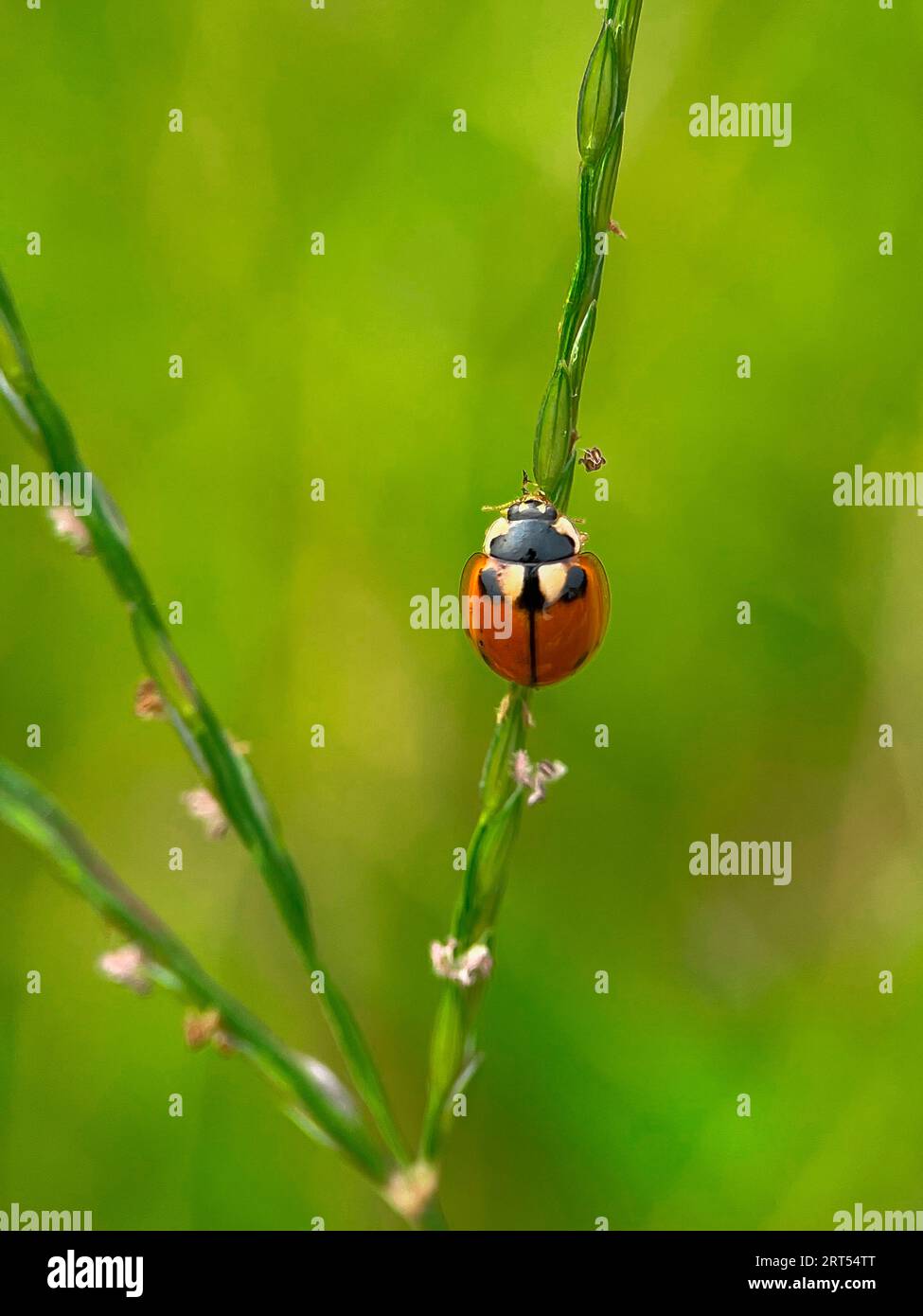 Bug on green grass nature view. Seven-spotted ladybugs on a blade of ...
